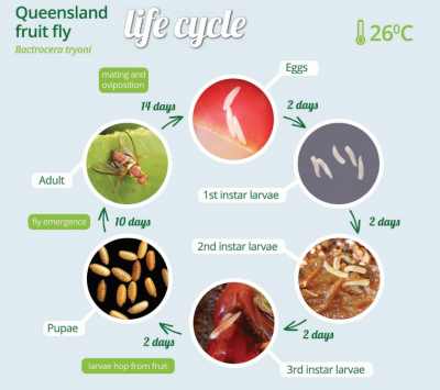 Fruit Fly Life Cycle – Fruit Fly Control