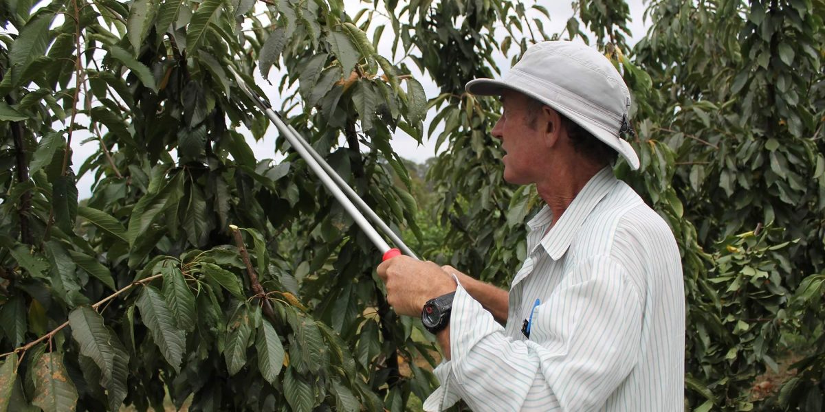 Pruning – Fruit Fly Control