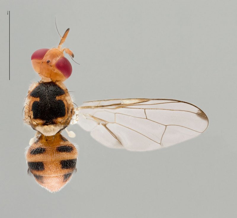 Identifying Fruit Fly – Fruit Fly Control