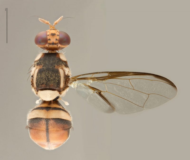 Identifying Fruit Fly – Fruit Fly Control