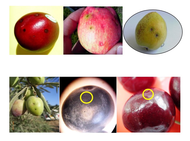 Queensland Fruit Fly Outlook – September 2022 – Fruit Fly Control